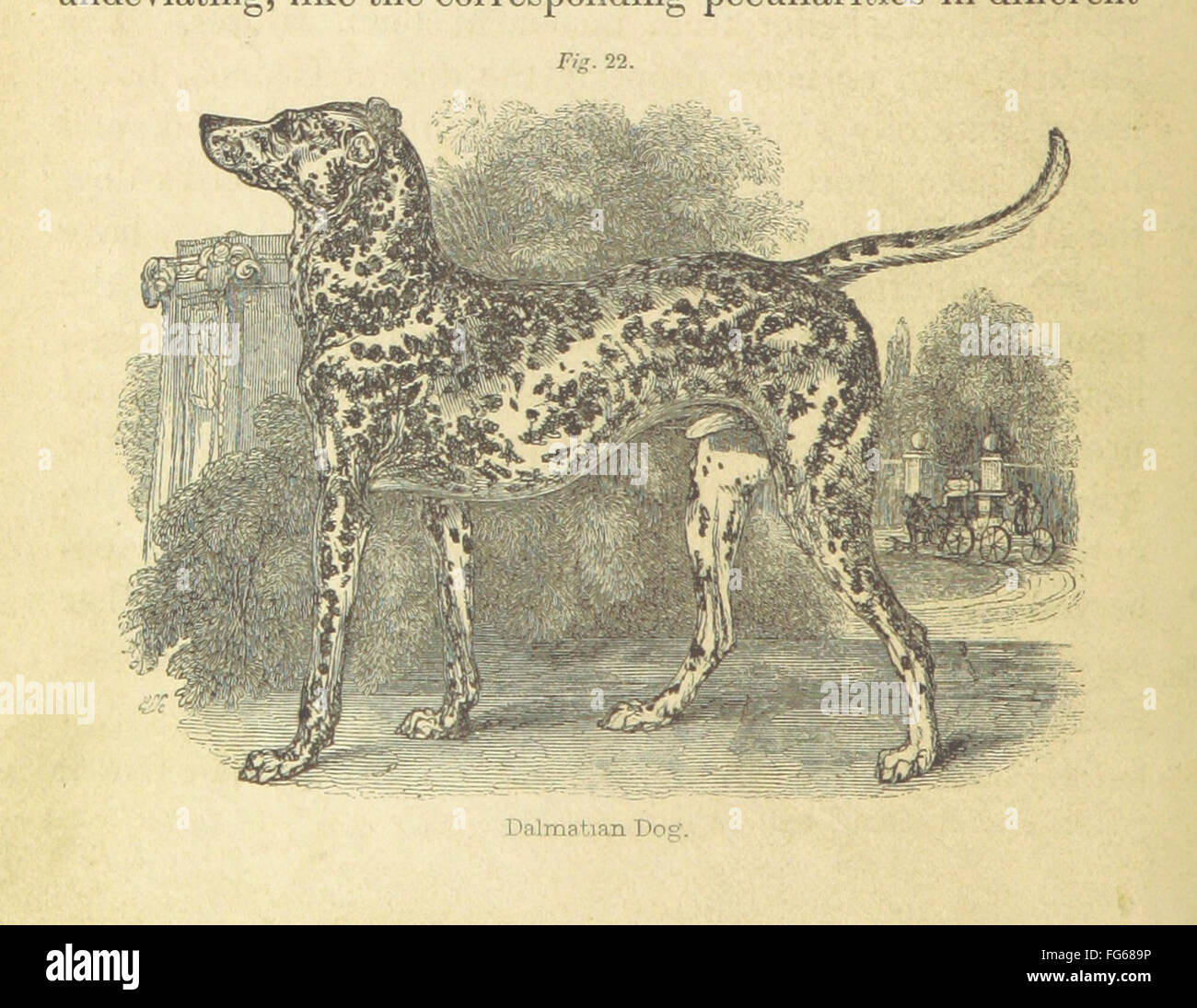 Evolution of man map hi-res stock photography and images - Alamy