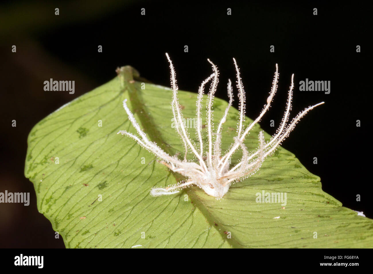 Anamorph hi-res stock photography and images - Alamy