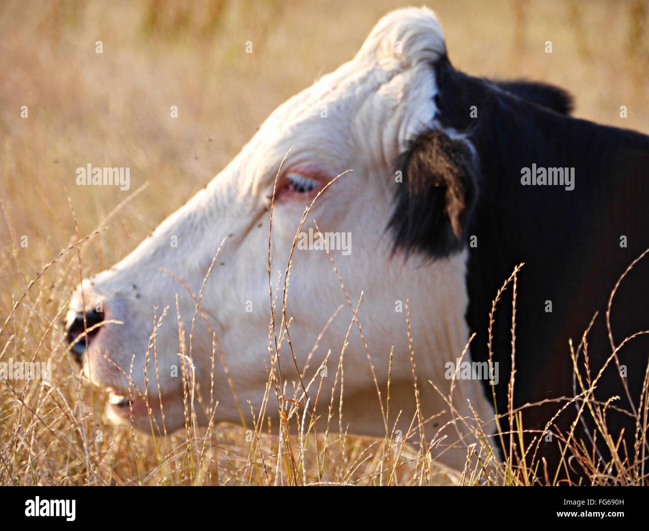 Cow profile hi-res stock photography and images - Alamy