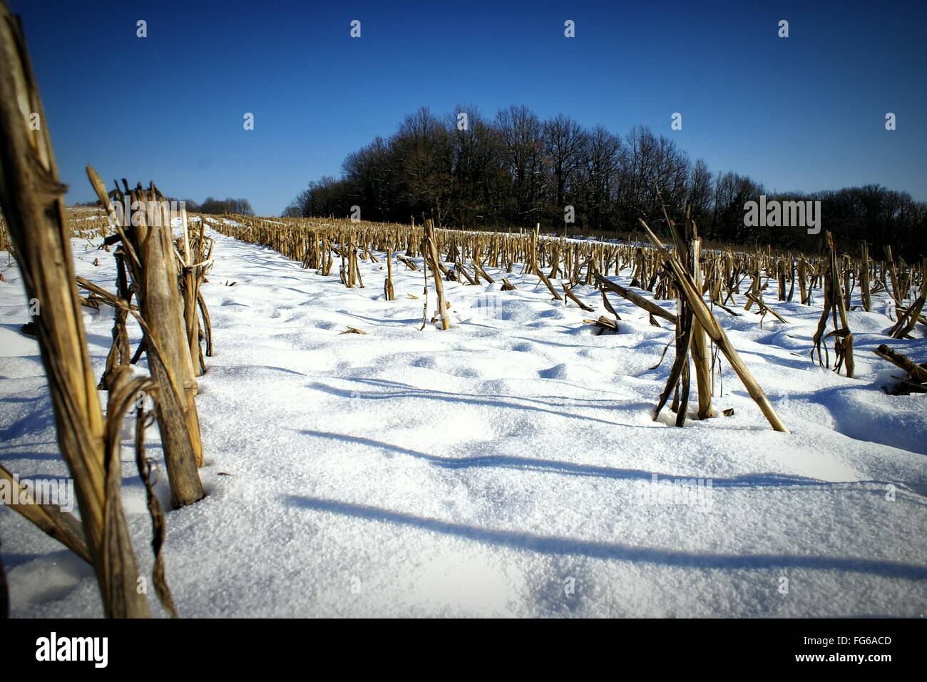 Vineyard winter hi-res stock photography and images - Alamy