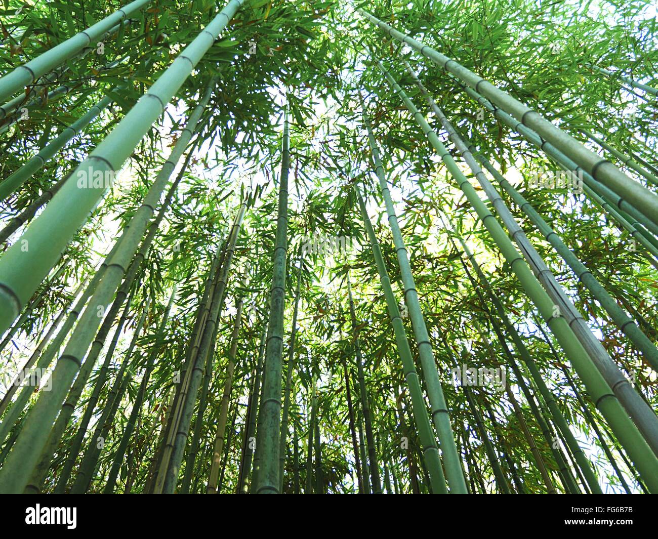 Canopy of green hi-res stock photography and images - Alamy