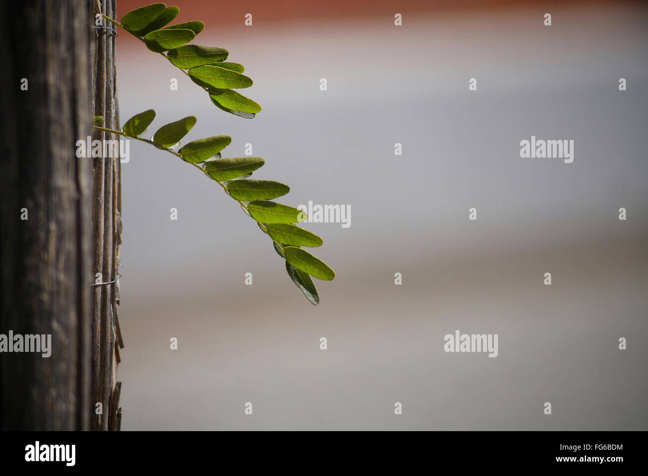 Leaves Growing On Plant Outdoors Stock Photo - Alamy