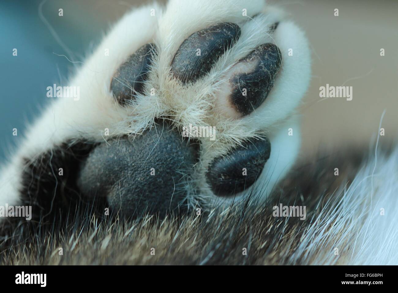 Close-Up Of Cat Paw Stock Photo - Alamy