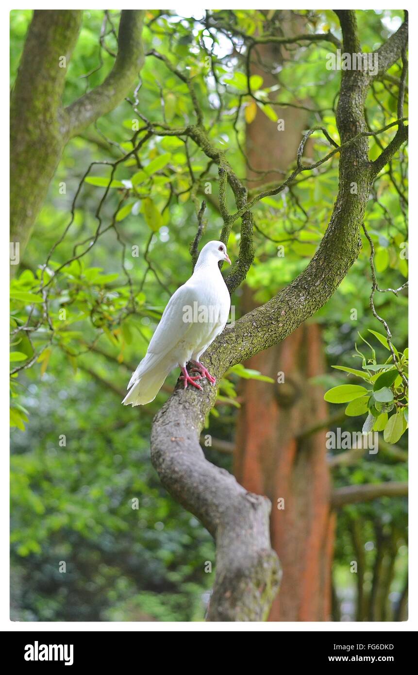White dove and tree hi-res stock photography and images - Alamy