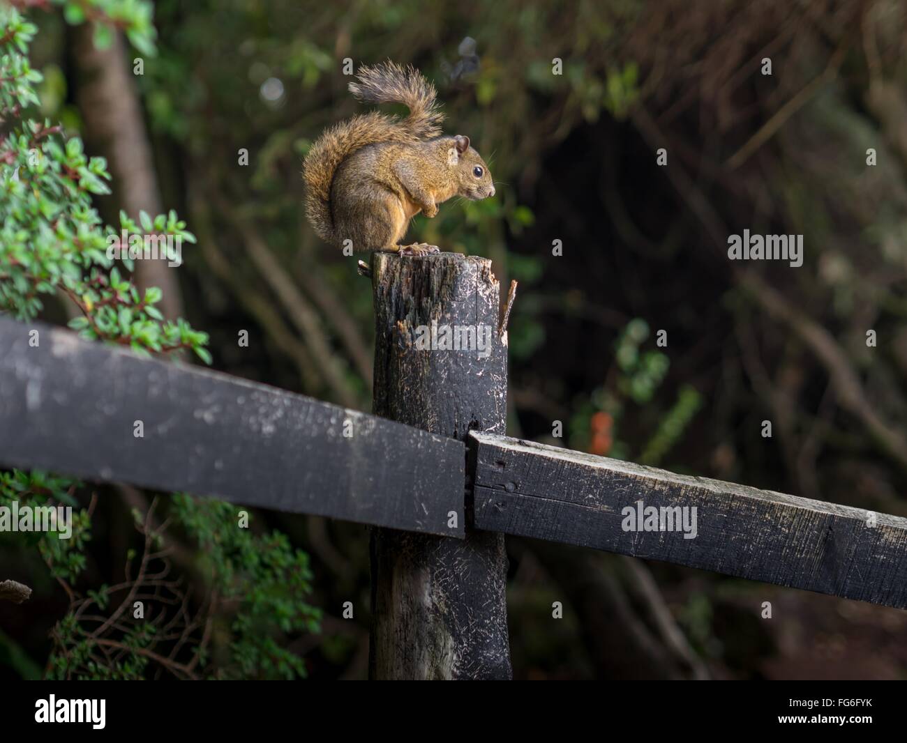 Sciurus on a Tree Stock Photo - Alamy