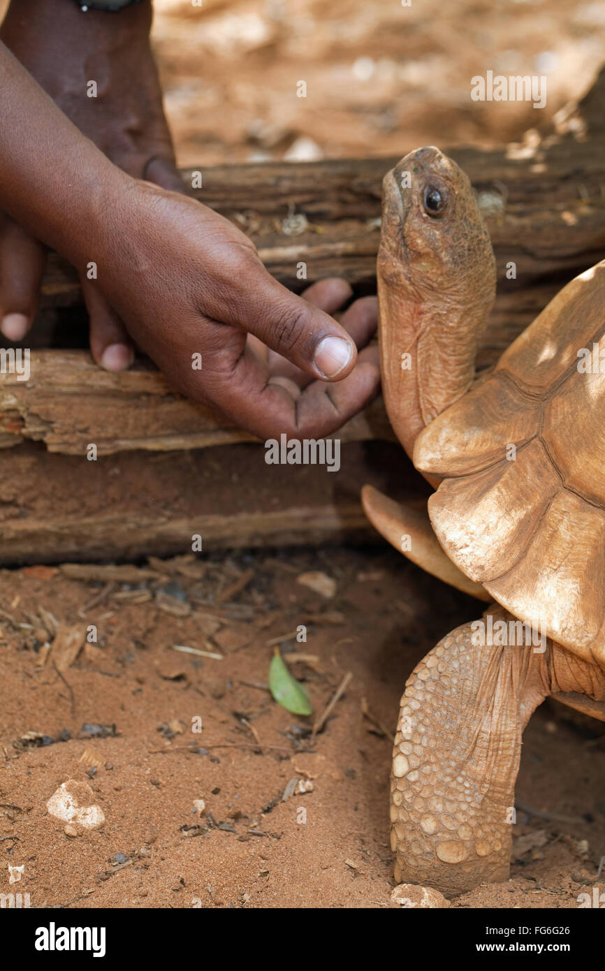 Angonoka or Ploughshare Tortoise (Astrochelys yniphora). Critically ...