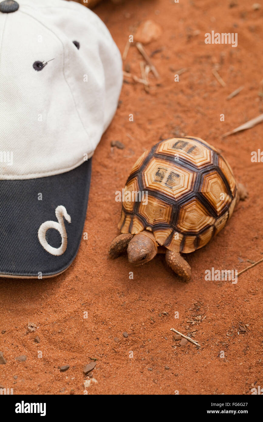 Ploughshare Stock Photos & Ploughshare Stock Images - Alamy