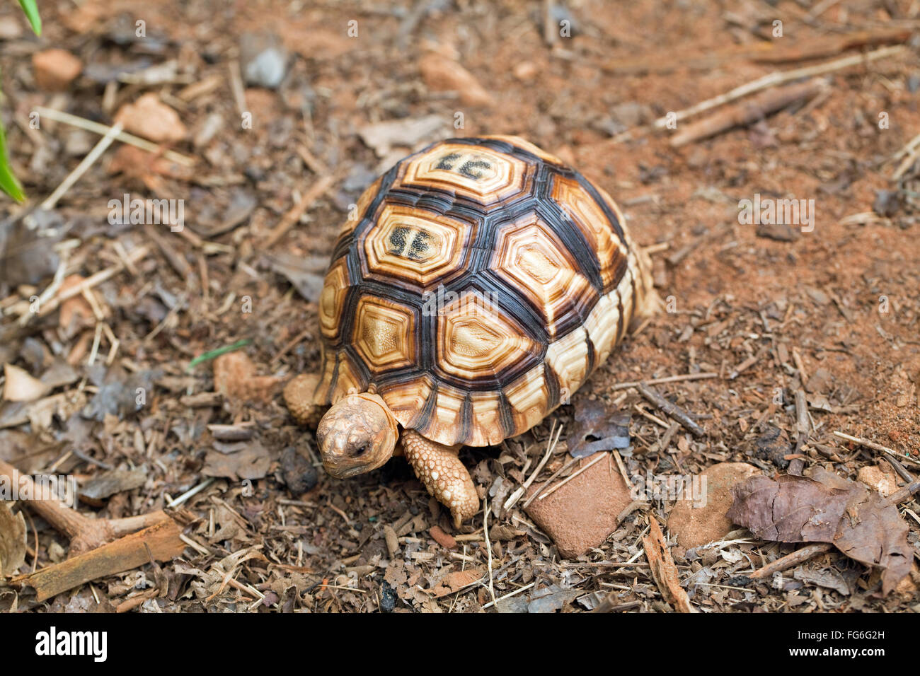 Angonoka or Ploughshare Tortoise (Astrochelys yniphora). Juvenile Stock ...
