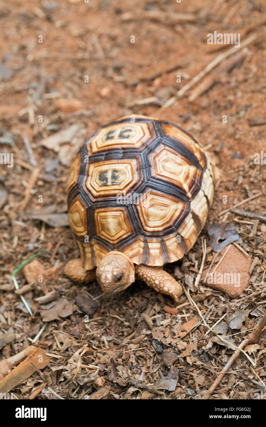 Angonoka or Ploughshare Tortoise (Astrochelys yniphora). Juvenile ...