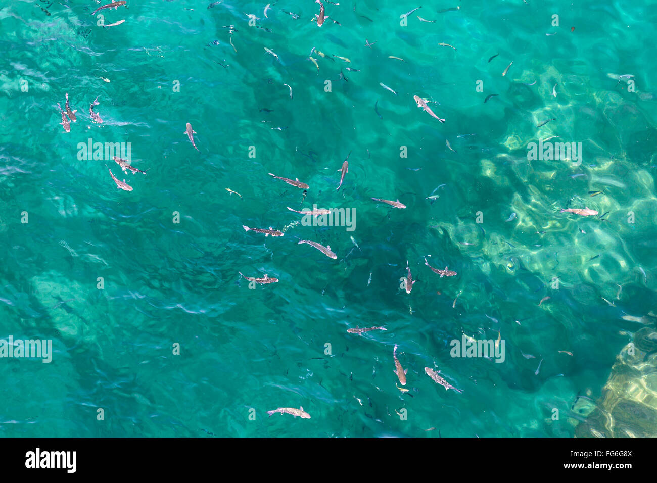 Many species of tropical fish hi-res stock photography and images - Alamy