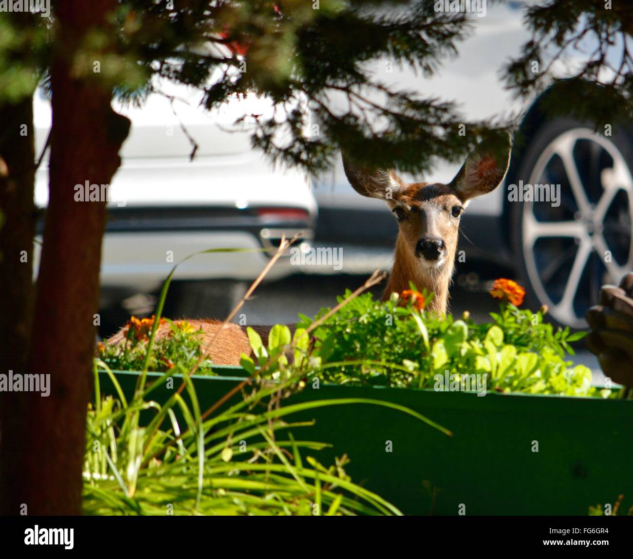 Green color car hi-res stock photography and images - Alamy