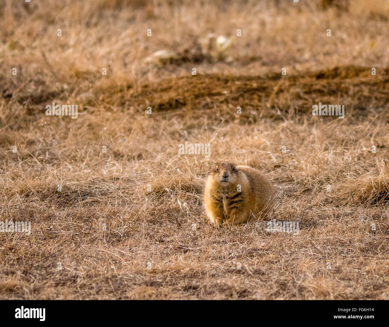 Prarie dog on alert hi-res stock photography and images - Alamy