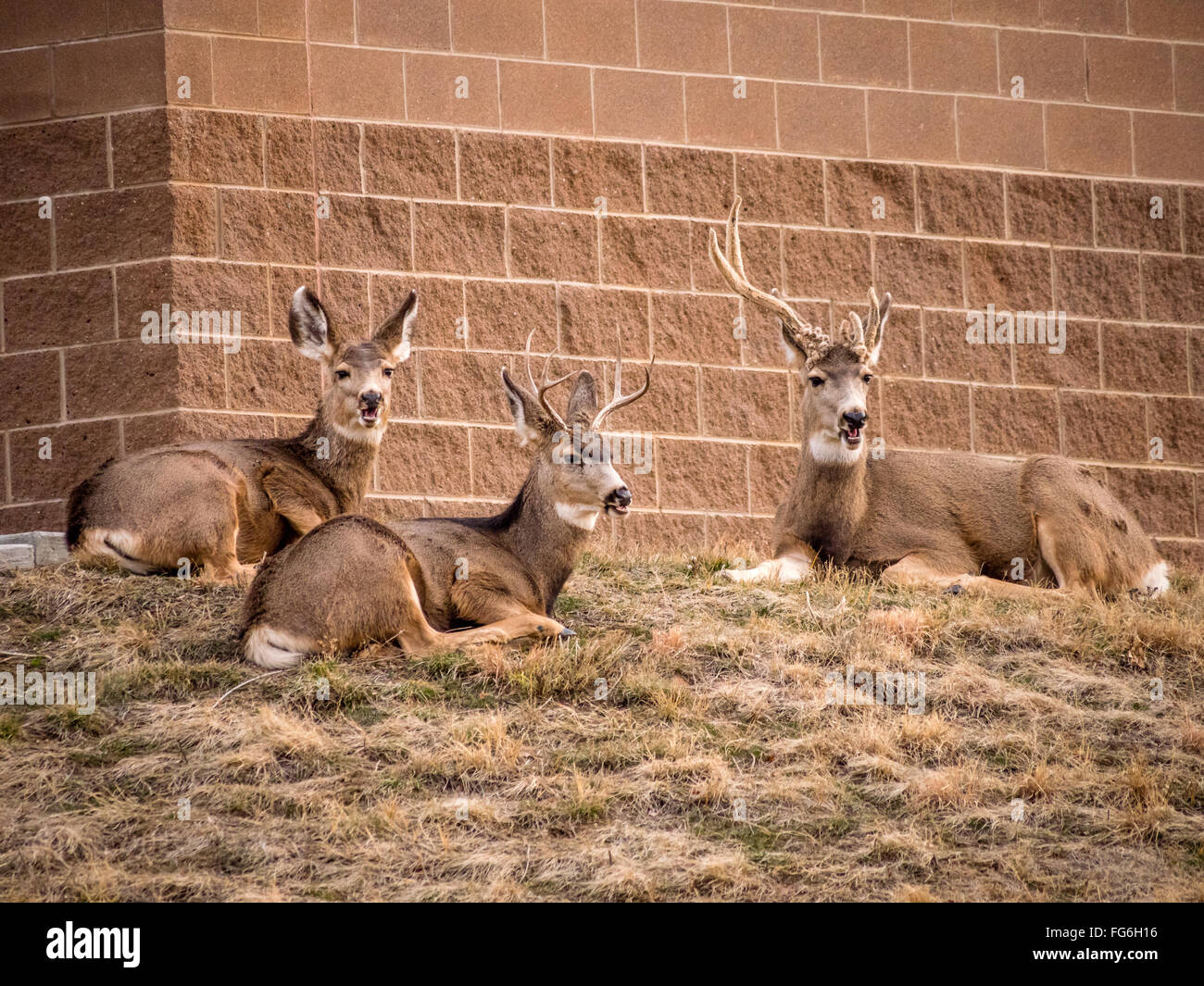 Bucks and doe hi-res stock photography and images - Alamy