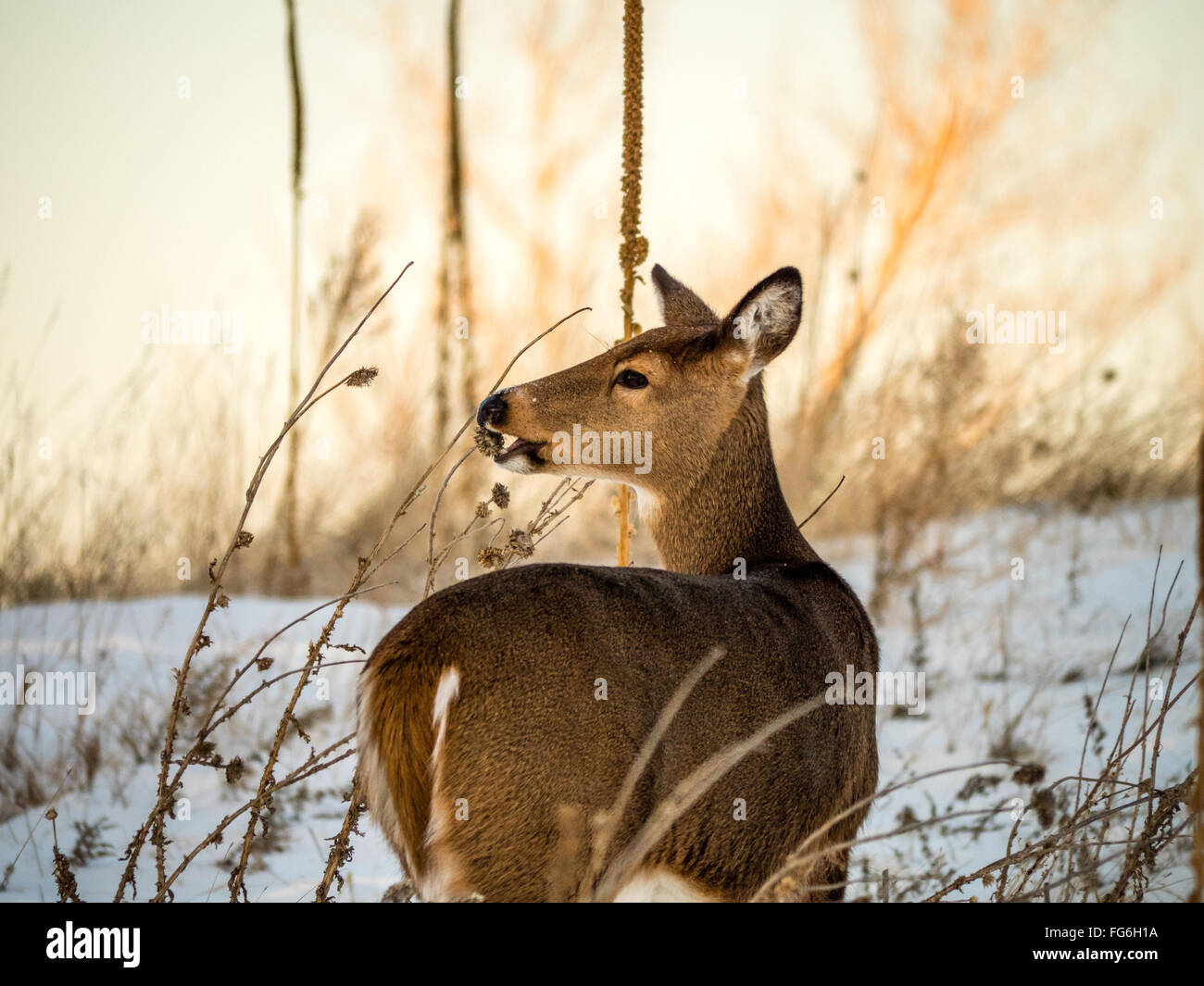 Whitetail doe eating in winter; snowy background Stock Photo - Alamy