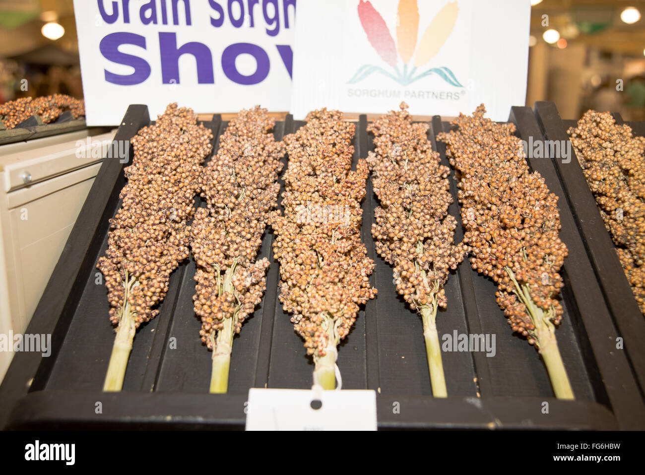 Hutchinson, Kansas, USA, 12th September, 2015 Blue ribbon winning ...