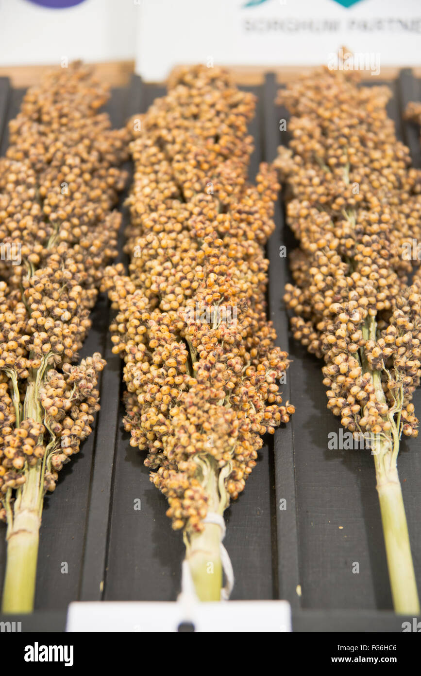 Hutchinson, Kansas, USA, 12th September, 2015 Blue ribbon winning ...