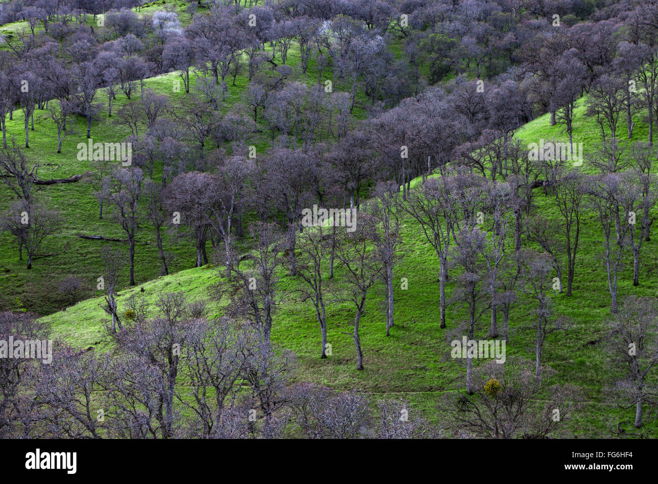 The bare branches of the dormant oak trees in winter at Round Valley ...