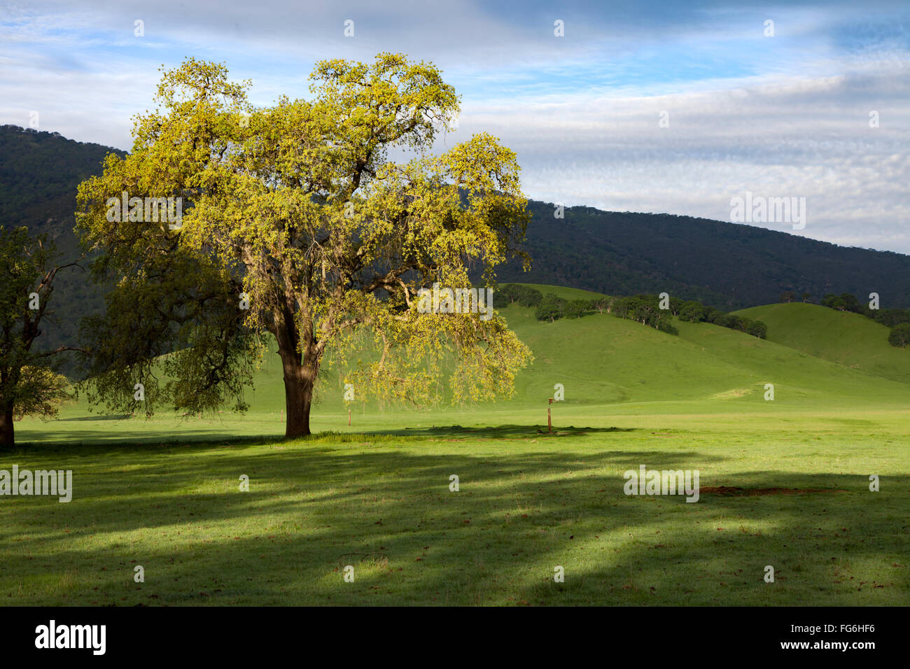 Round oak tree hi-res stock photography and images - Alamy