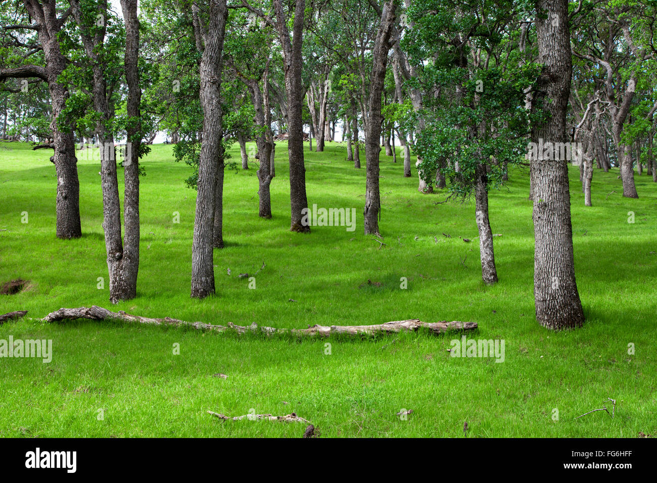 Oak Trees at Round Valley Regional Park near Byron, California Stock ...