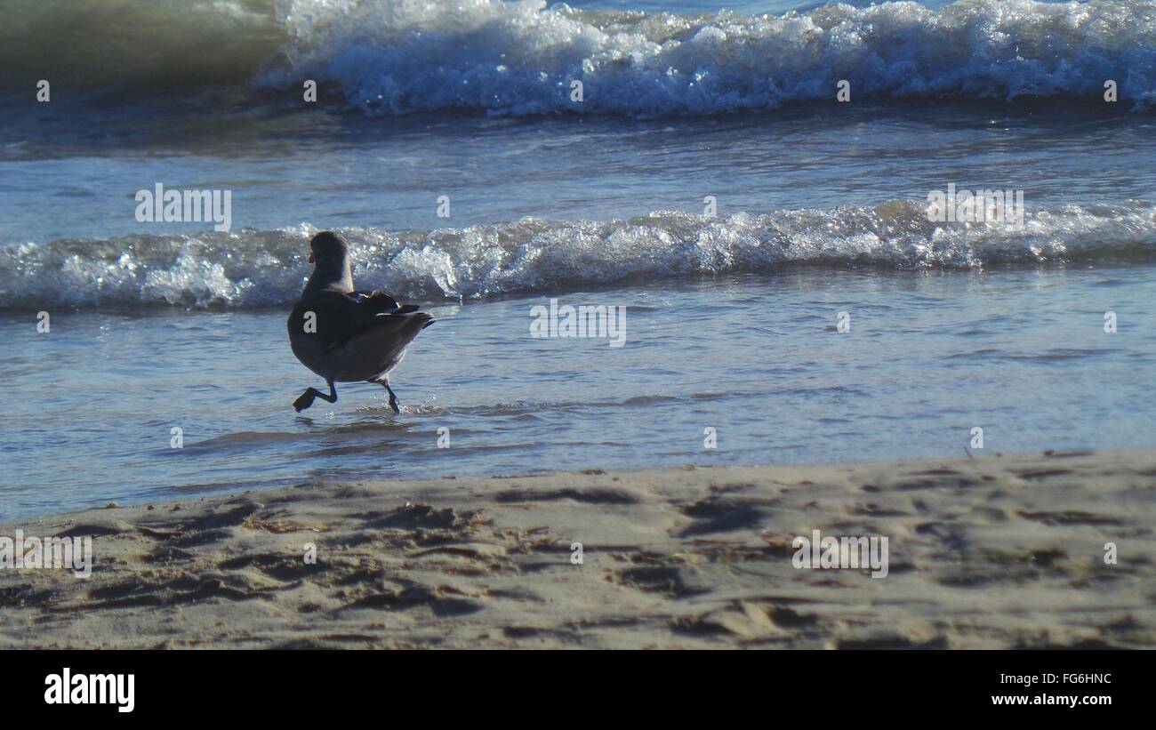 Seagull Running In Water At Beach Stock Photo - Alamy