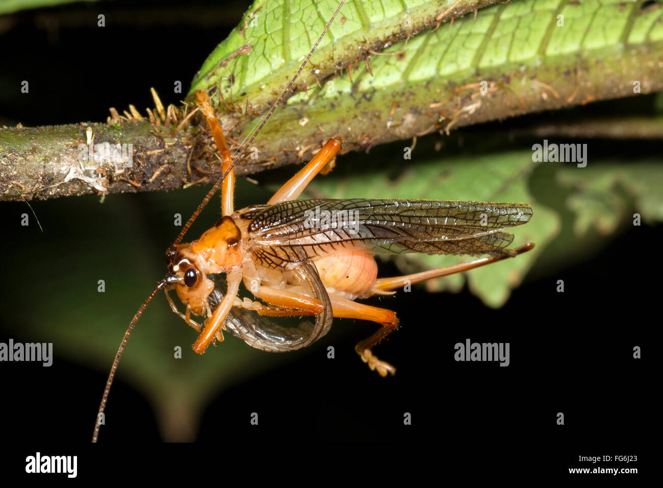 Bush cricket grooming while holding on with one leg. In the rainforest ...