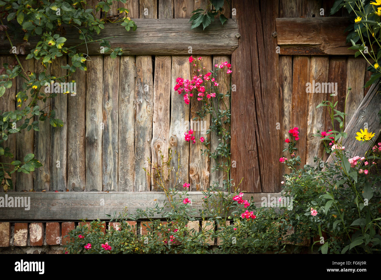 Rose against barn wall, Brandenburg, Germany Stock Photo - Alamy
