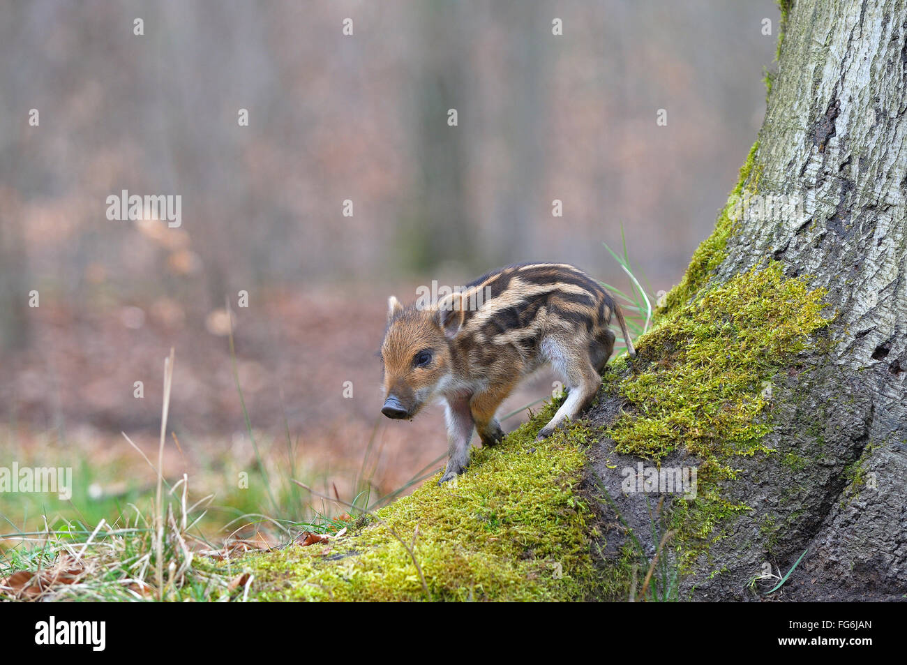 Wild boar (Sus scrofa), Piglet on a trunk covered with moss, North ...