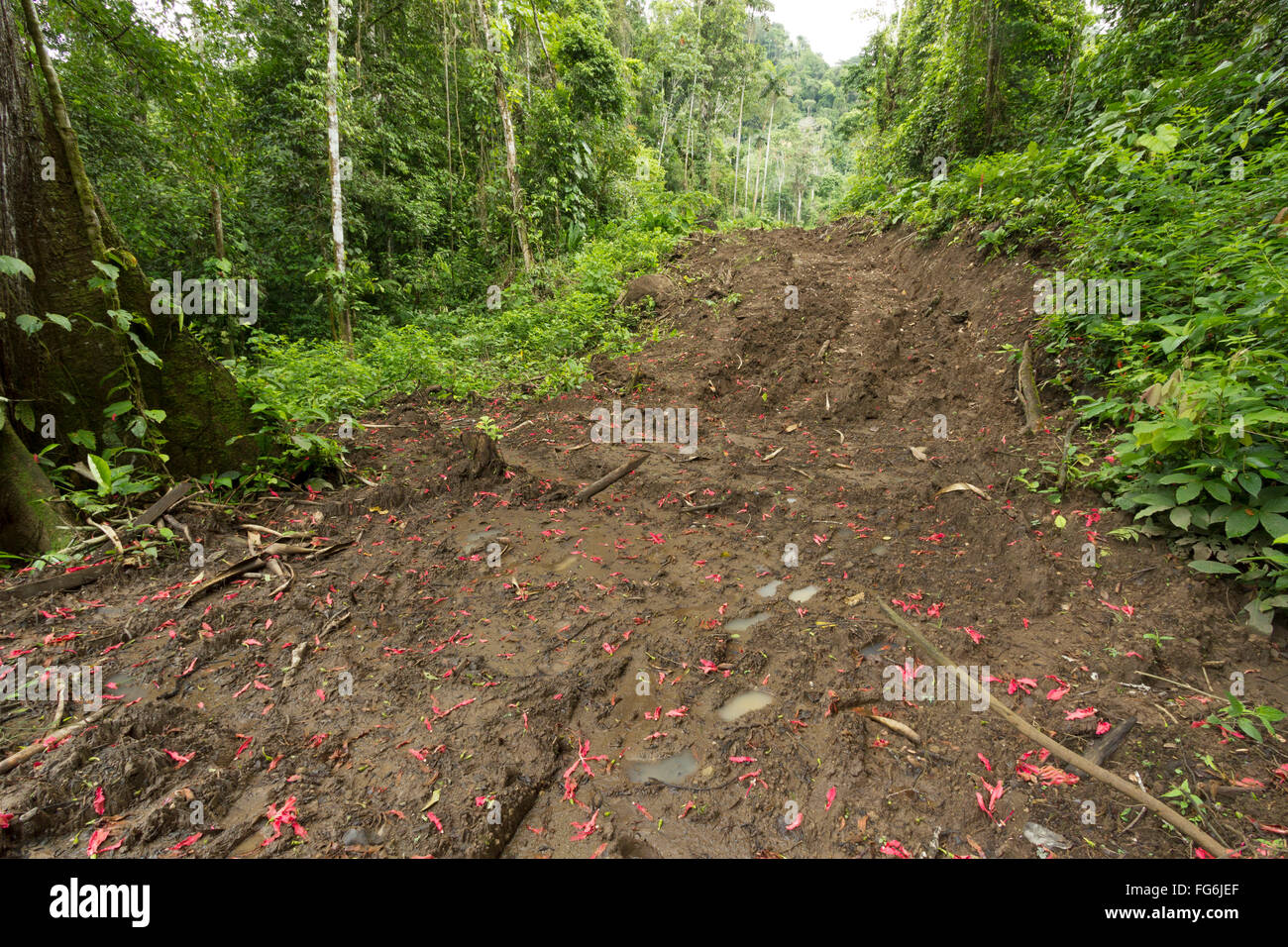 Deforestation and nature hi-res stock photography and images - Alamy