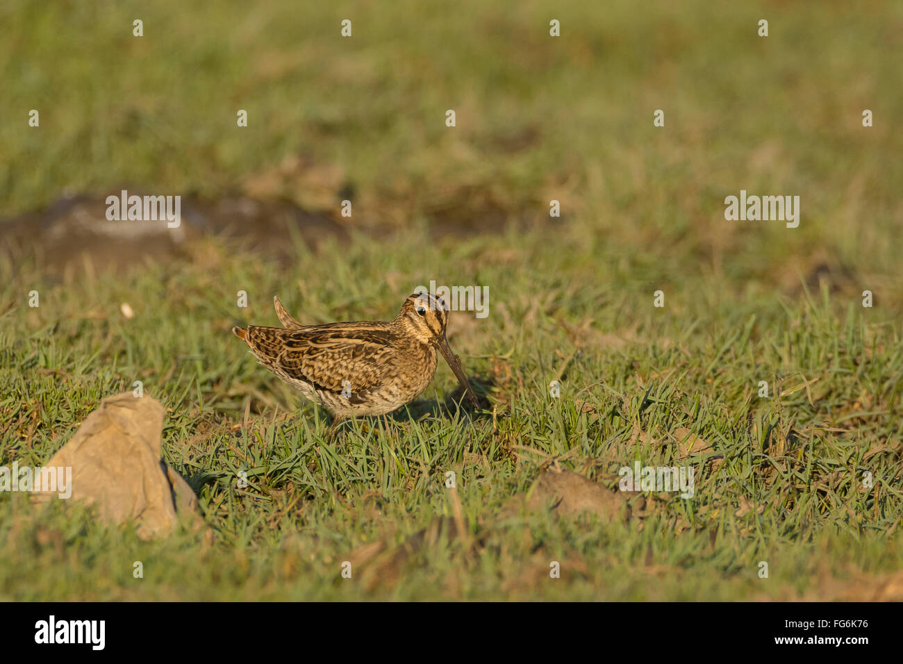 pin-tailed snipe or pintail snipe (Gallinago stenura Stock Photo - Alamy