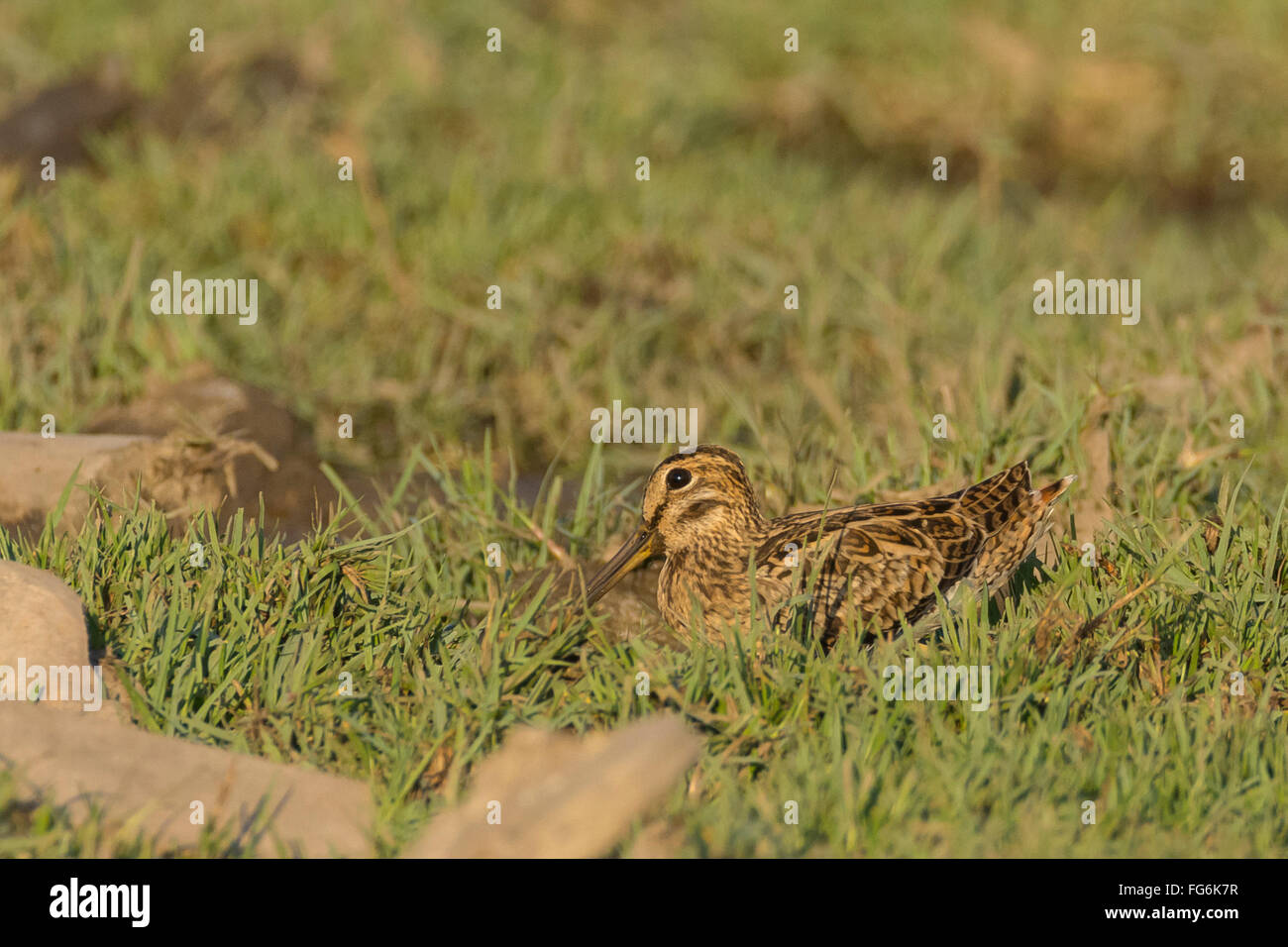 pin-tailed snipe or pintail snipe (Gallinago stenura Stock Photo - Alamy