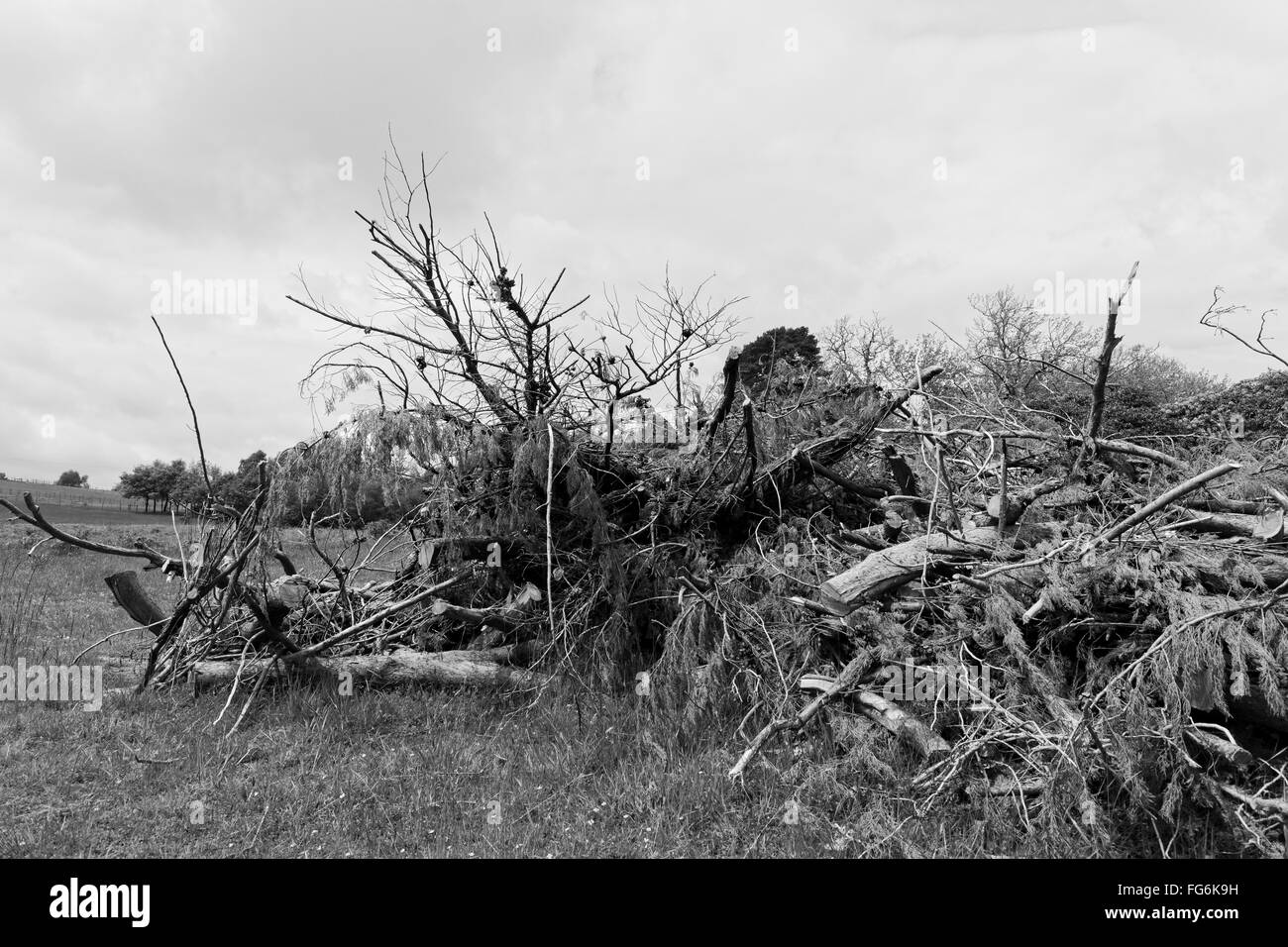 Green trees in tropical forest Black and White Stock Photos & Images ...