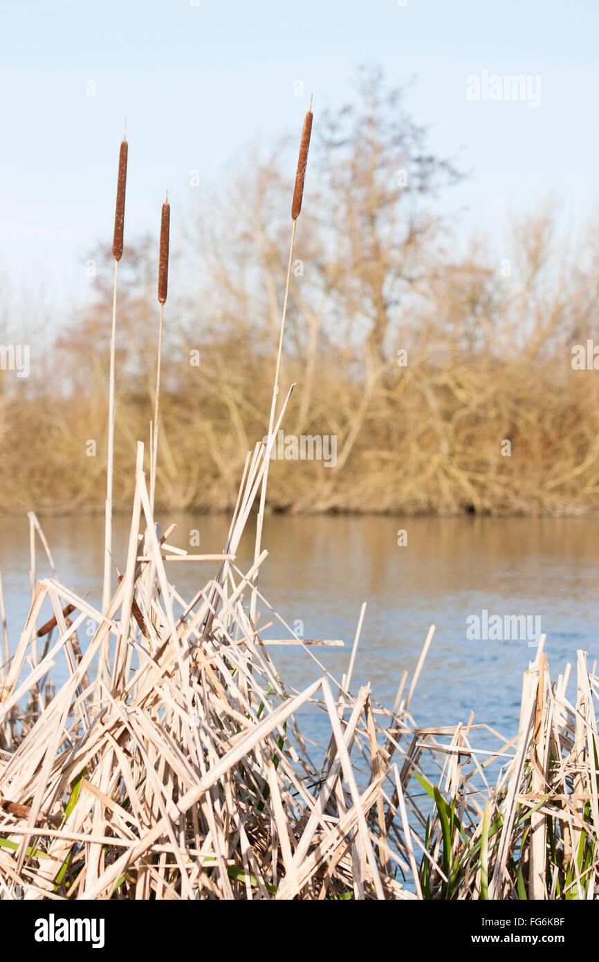 Reading river thames hi-res stock photography and images - Alamy