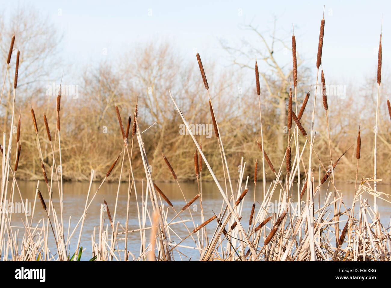 Reeds on the River Thames, Reading Stock Photo - Alamy