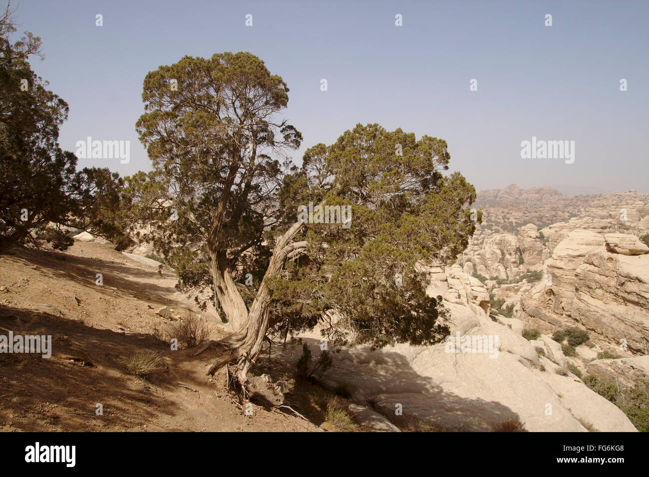 Old juniper tree (Juniperus phoenicea) in Dana Biosphere Reserve ...
