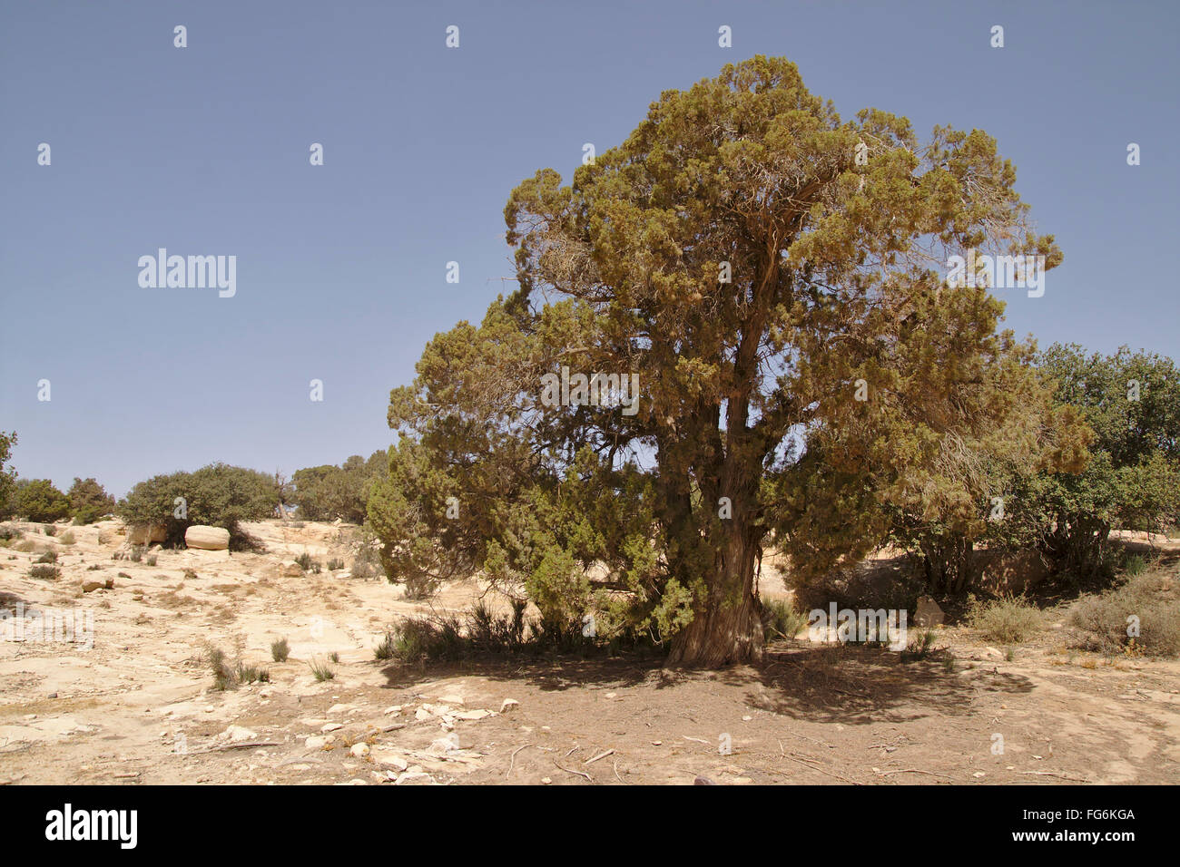 Old juniper tree (Juniperus phoenicea) in Dana Biosphere Reserve ...