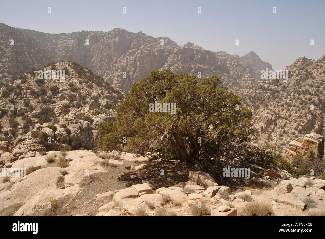 Old juniper tree (Juniperus phoenicea) in Dana Biosphere Reserve ...