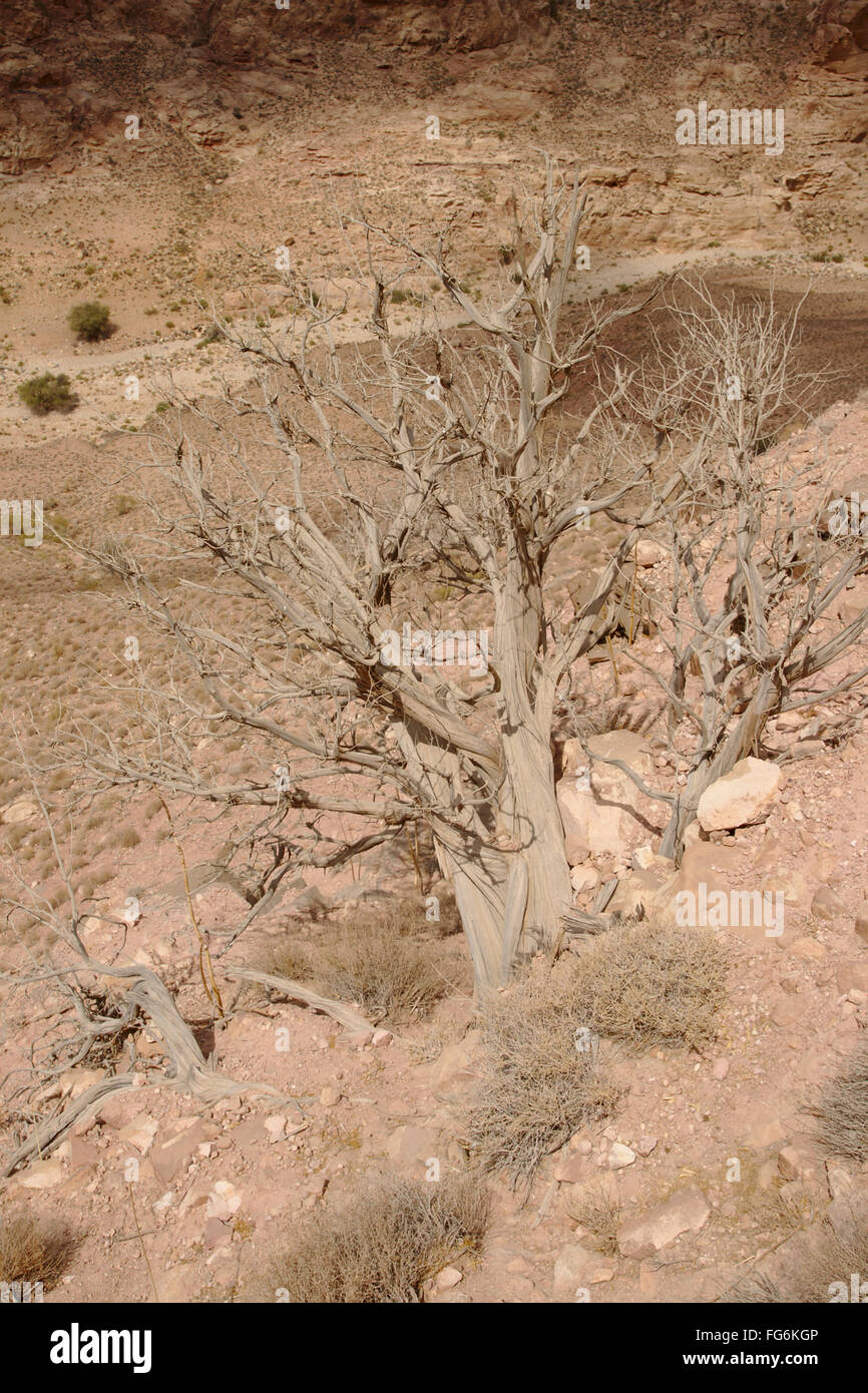 Old juniper tree (Juniperus phoenicea) in Dana Biosphere Reserve ...