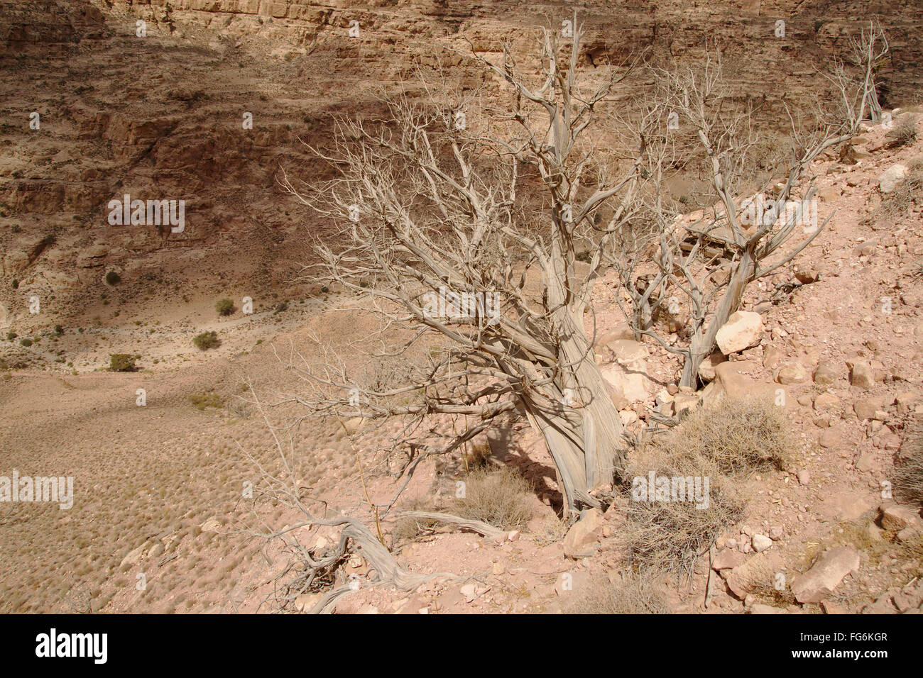 Old juniper tree (Juniperus phoenicea) in Dana Biosphere Reserve ...