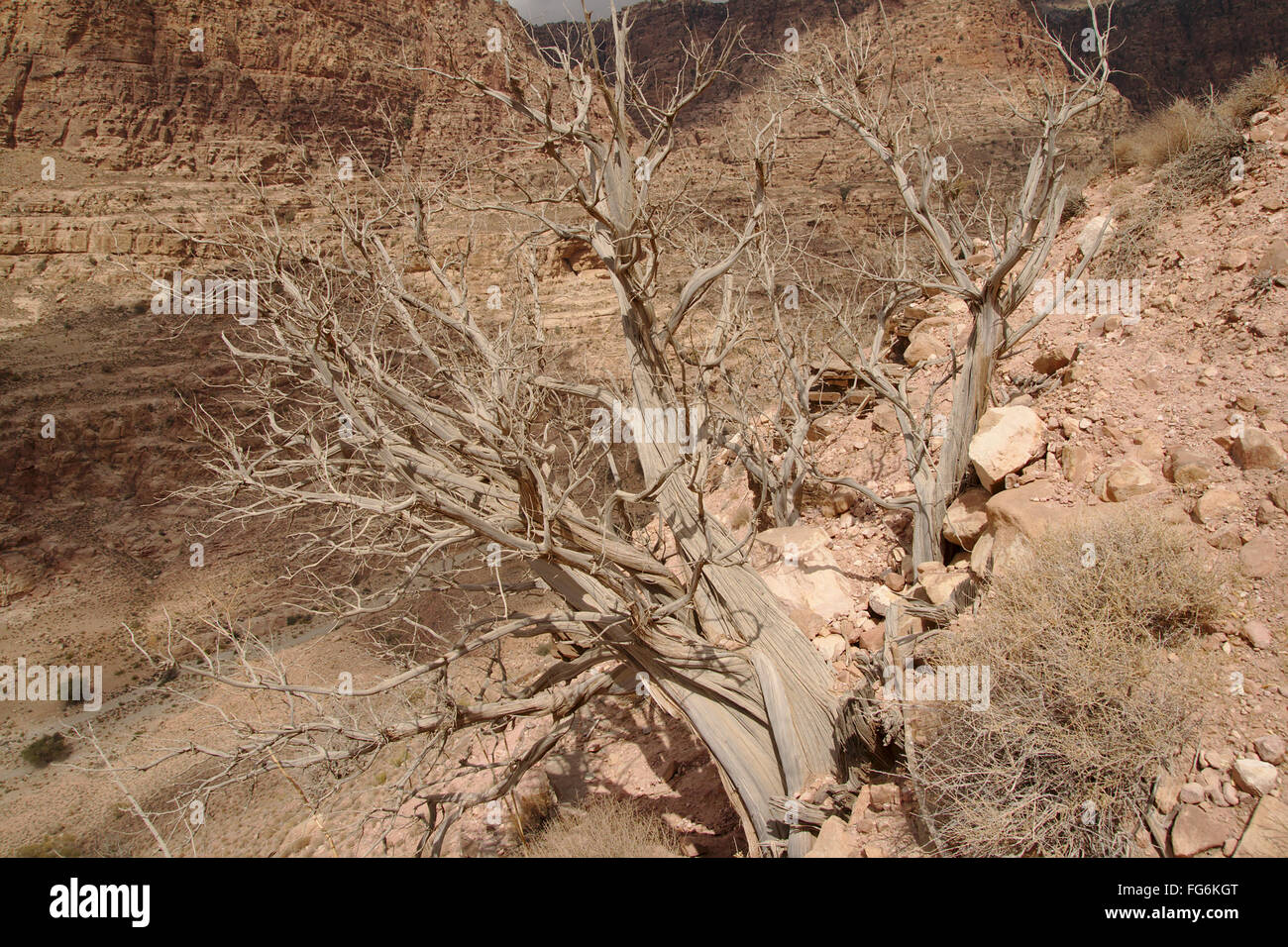 Old juniper tree (Juniperus phoenicea) in Dana Biosphere Reserve ...