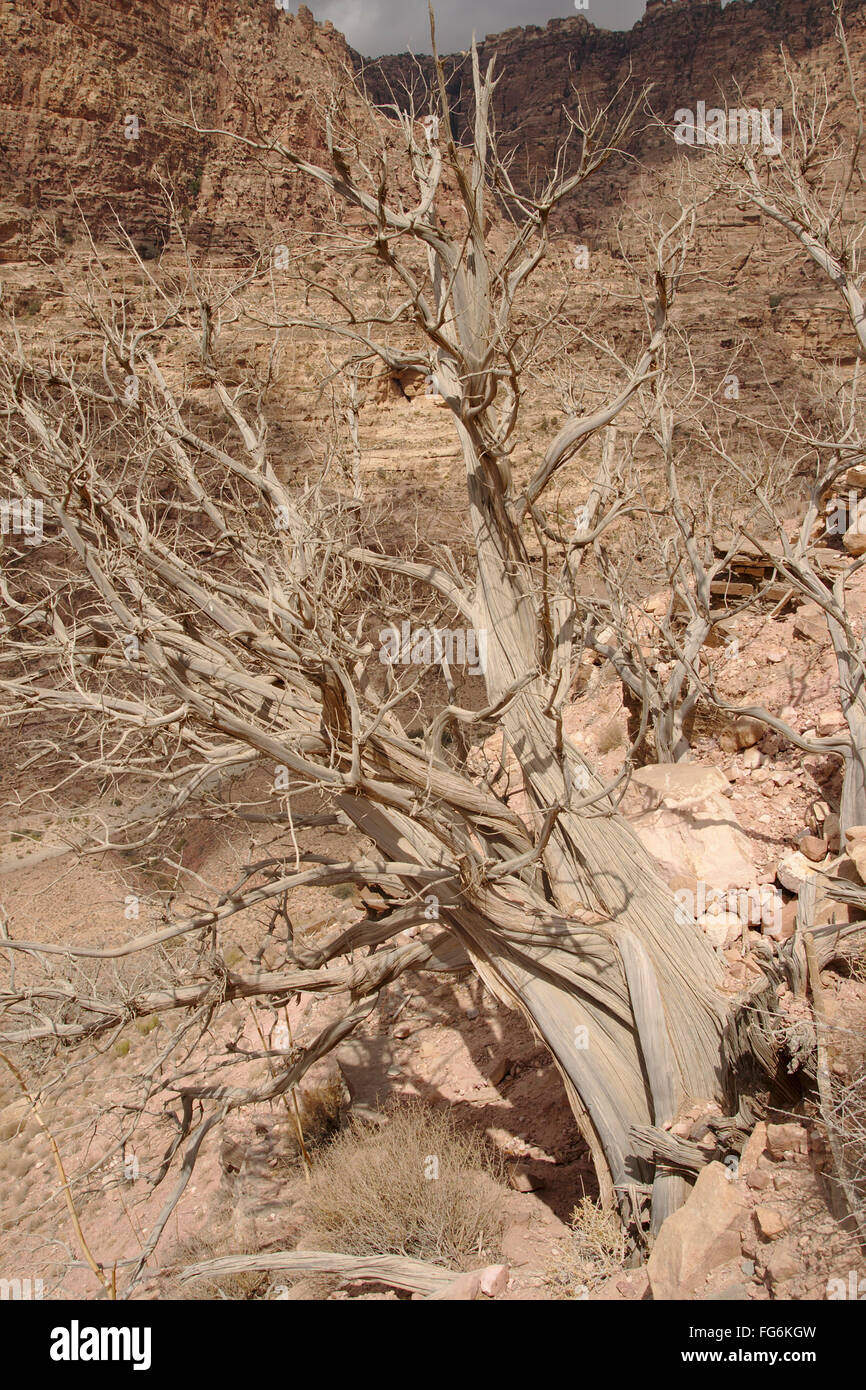 Old juniper tree (Juniperus phoenicea) in Dana Biosphere Reserve ...