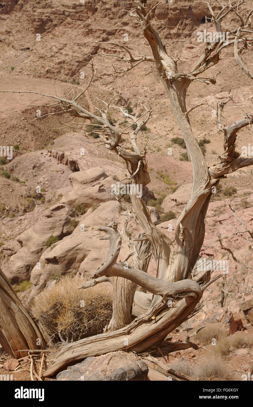 Old juniper tree (Juniperus phoenicea) in Dana Biosphere Reserve ...