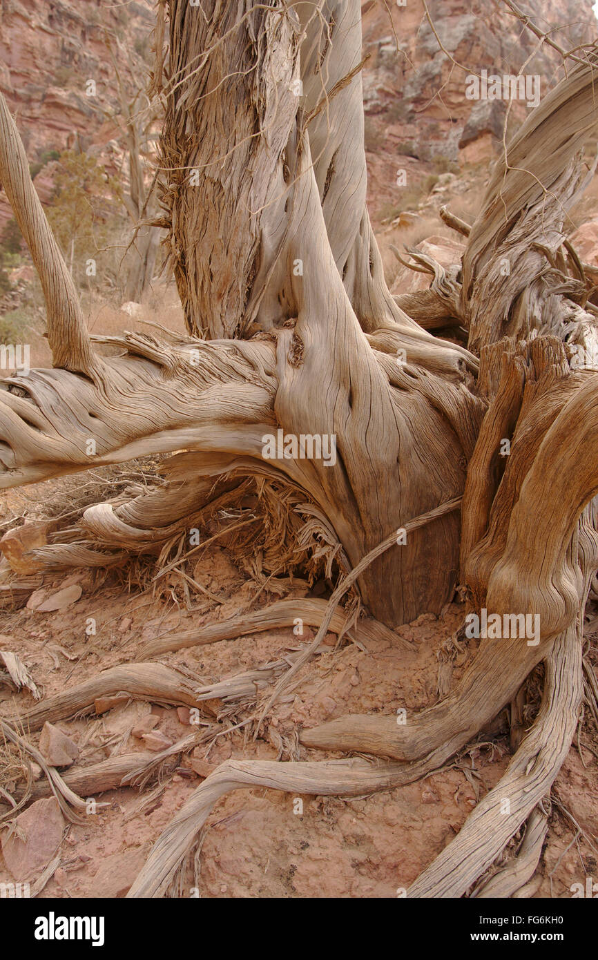 Old juniper tree (Juniperus phoenicea) in Dana Biosphere Reserve ...