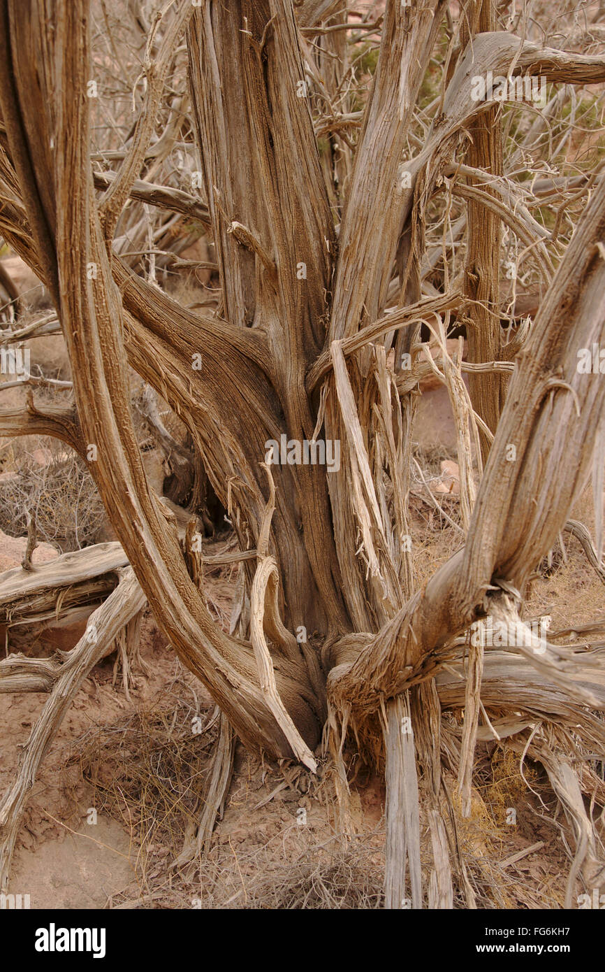 Old juniper tree (Juniperus phoenicea) in Dana Biosphere Reserve ...