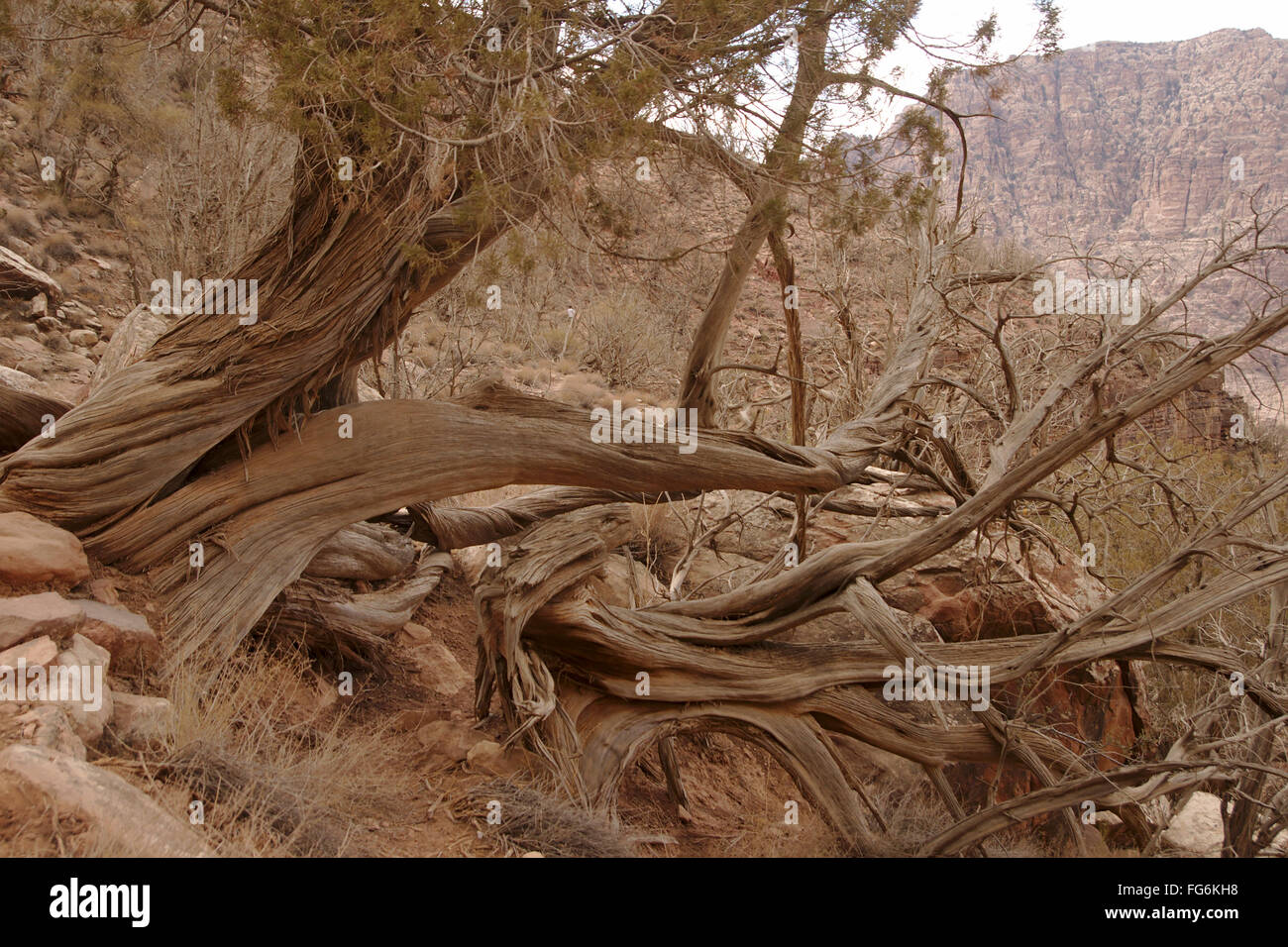 Old juniper tree (Juniperus phoenicea) in Dana Biosphere Reserve ...