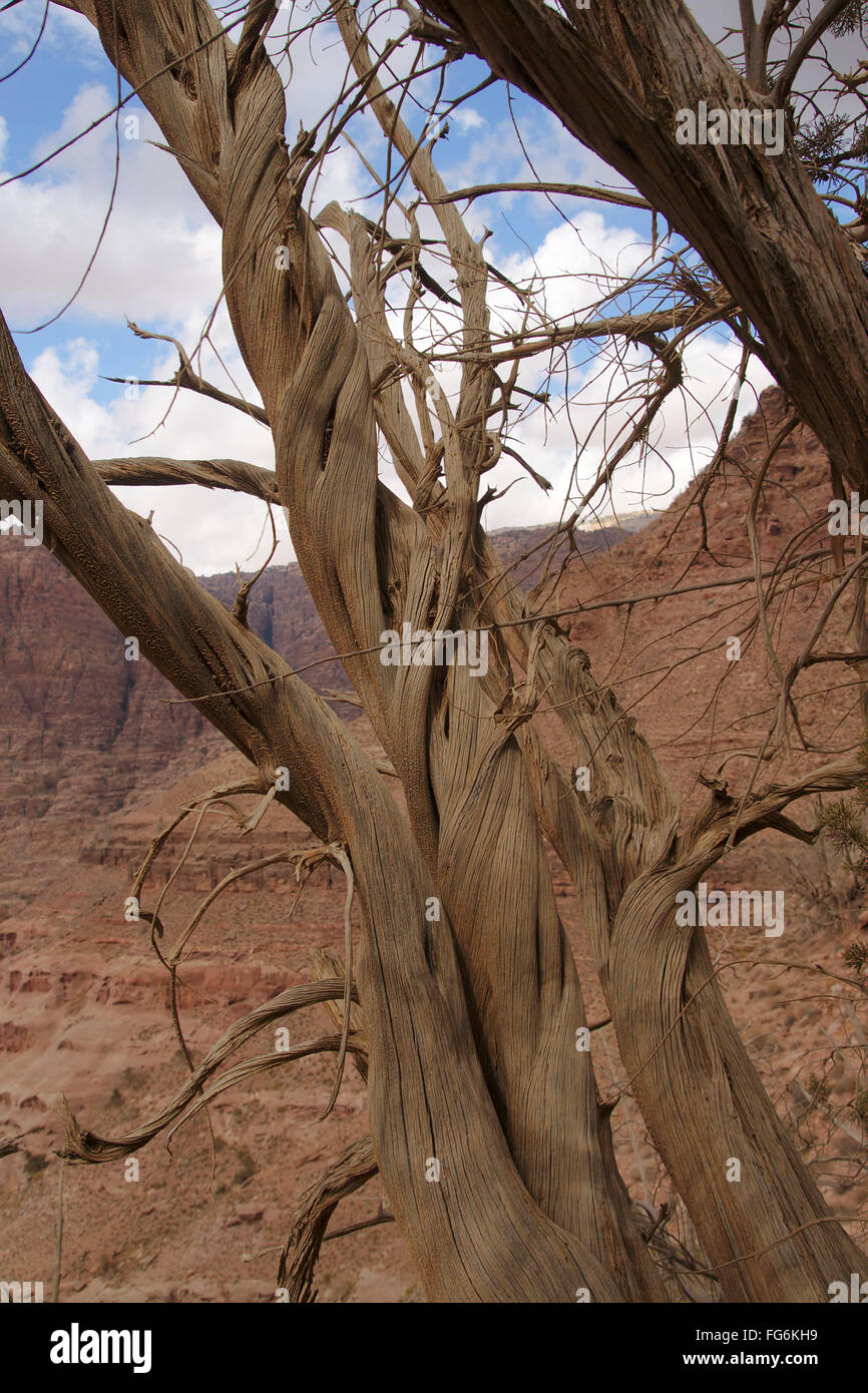 Old juniper tree (Juniperus phoenicea) in Dana Biosphere Reserve ...