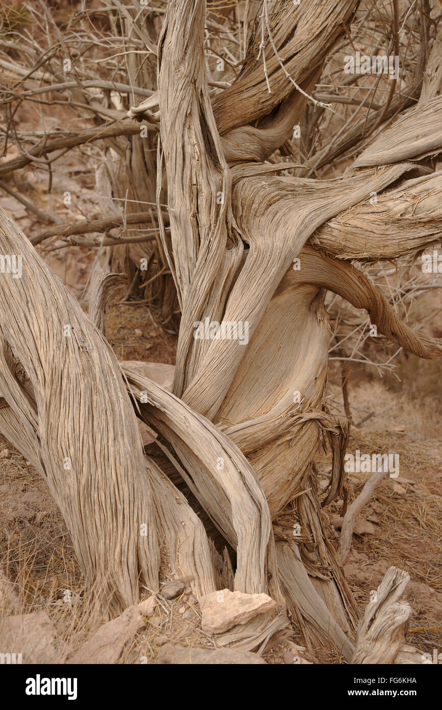 Old juniper tree (Juniperus phoenicea) in Dana Biosphere Reserve ...