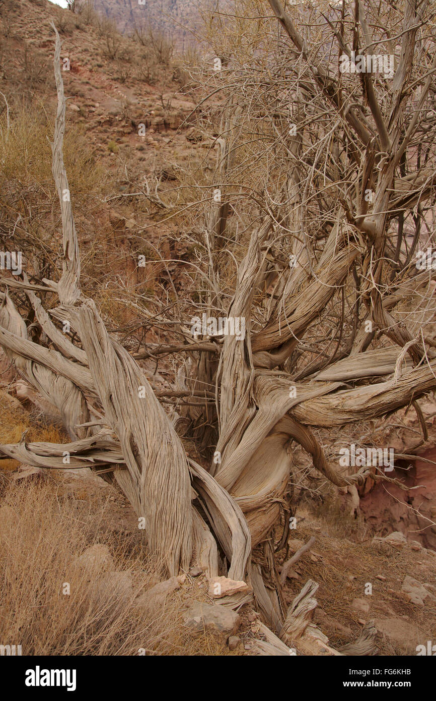 Old juniper tree (Juniperus phoenicea) in Dana Biosphere Reserve ...