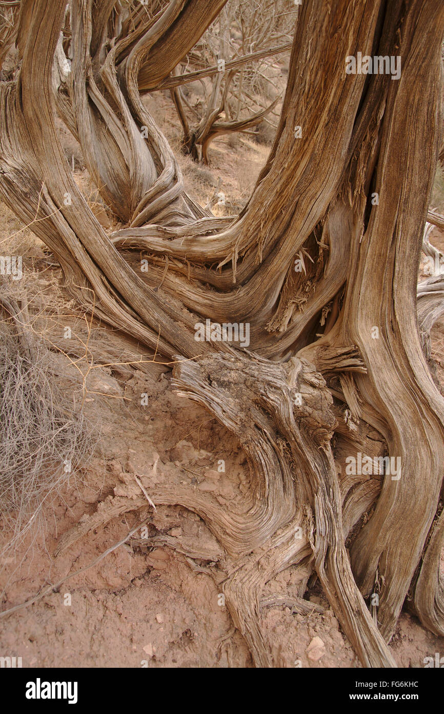 Old juniper tree (Juniperus phoenicea) in Dana Biosphere Reserve ...