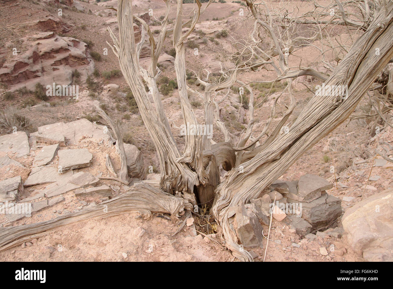 Old juniper tree (Juniperus phoenicea) in Dana Biosphere Reserve ...