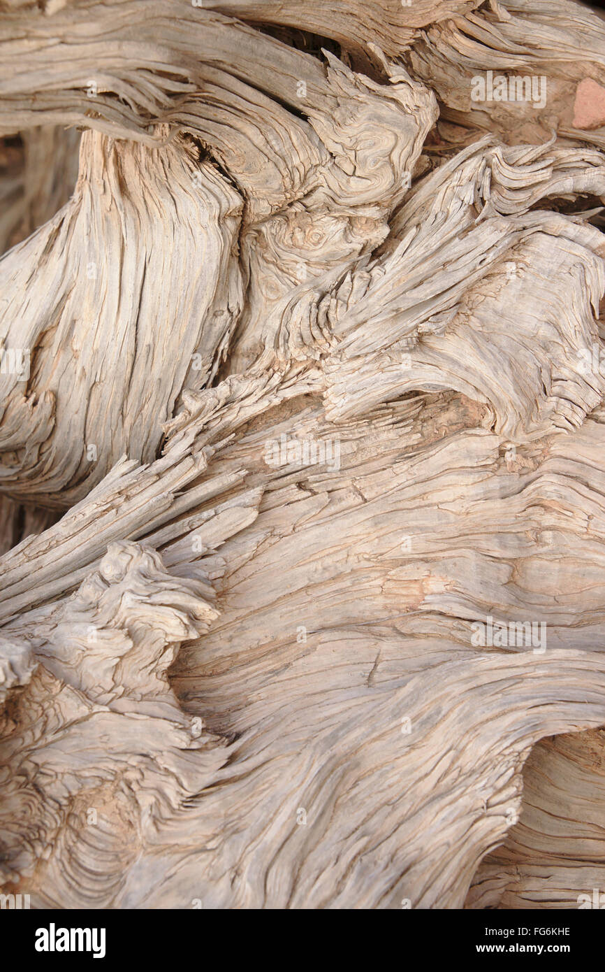Wood, trunk of an old juniper tree (Juniperus phoenicea) in Dana ...